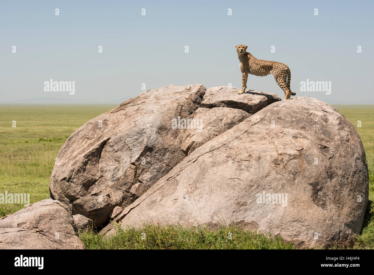 Cheetah on rock hi-res stock photography and images - Alamy
