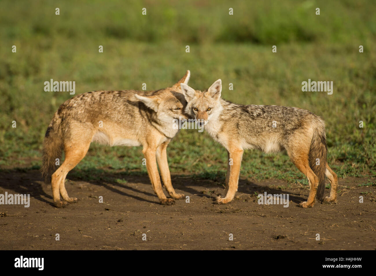 Golden jackals, Canis aureus, Serengeti National Park, Tanzania Stock Photo - Alamy