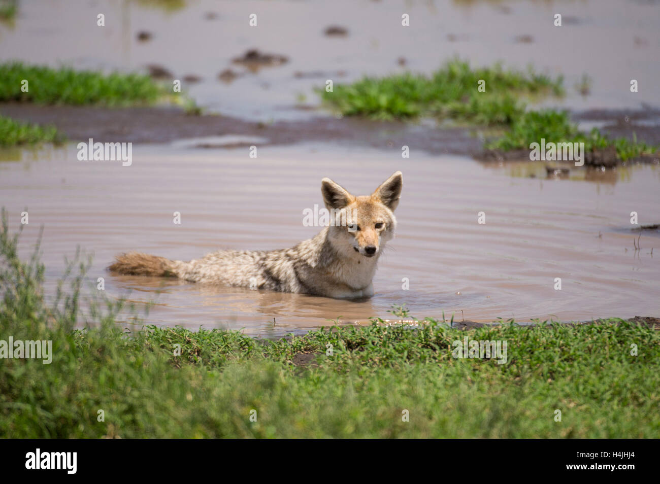 Golden jackal lying in water, Canis aureus, Serengeti National Park ...