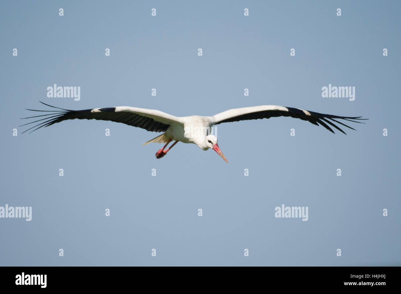Stork in flight hi-res stock photography and images - Alamy