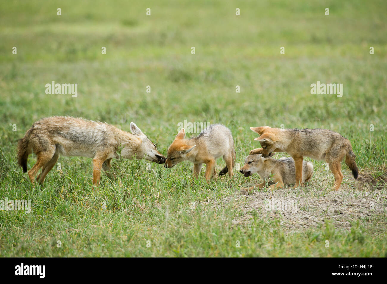 Golden jackal with pups, Canis aureus, Ngorongoro Crater, Tanzania ...