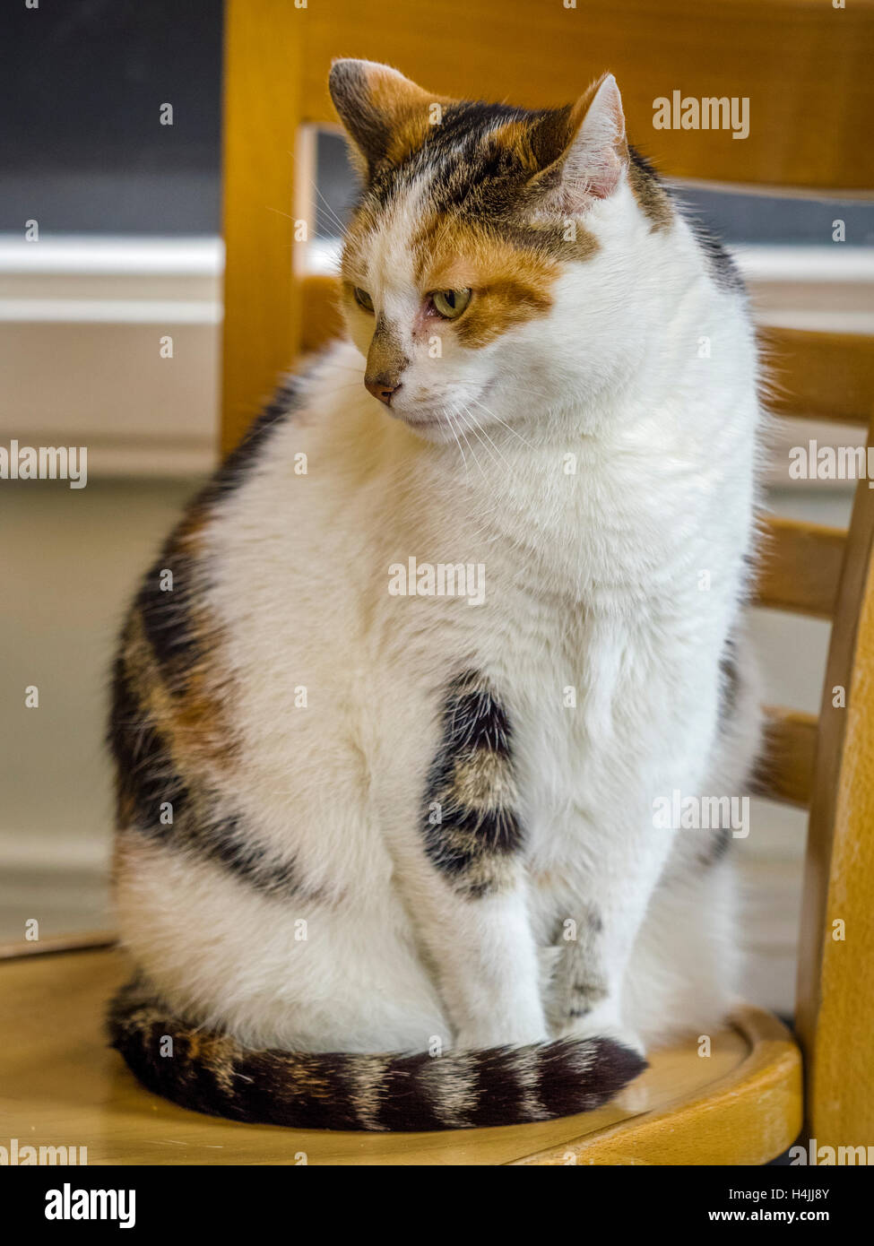 Cat in Amsterdam Netherlands Stock Photo - Alamy