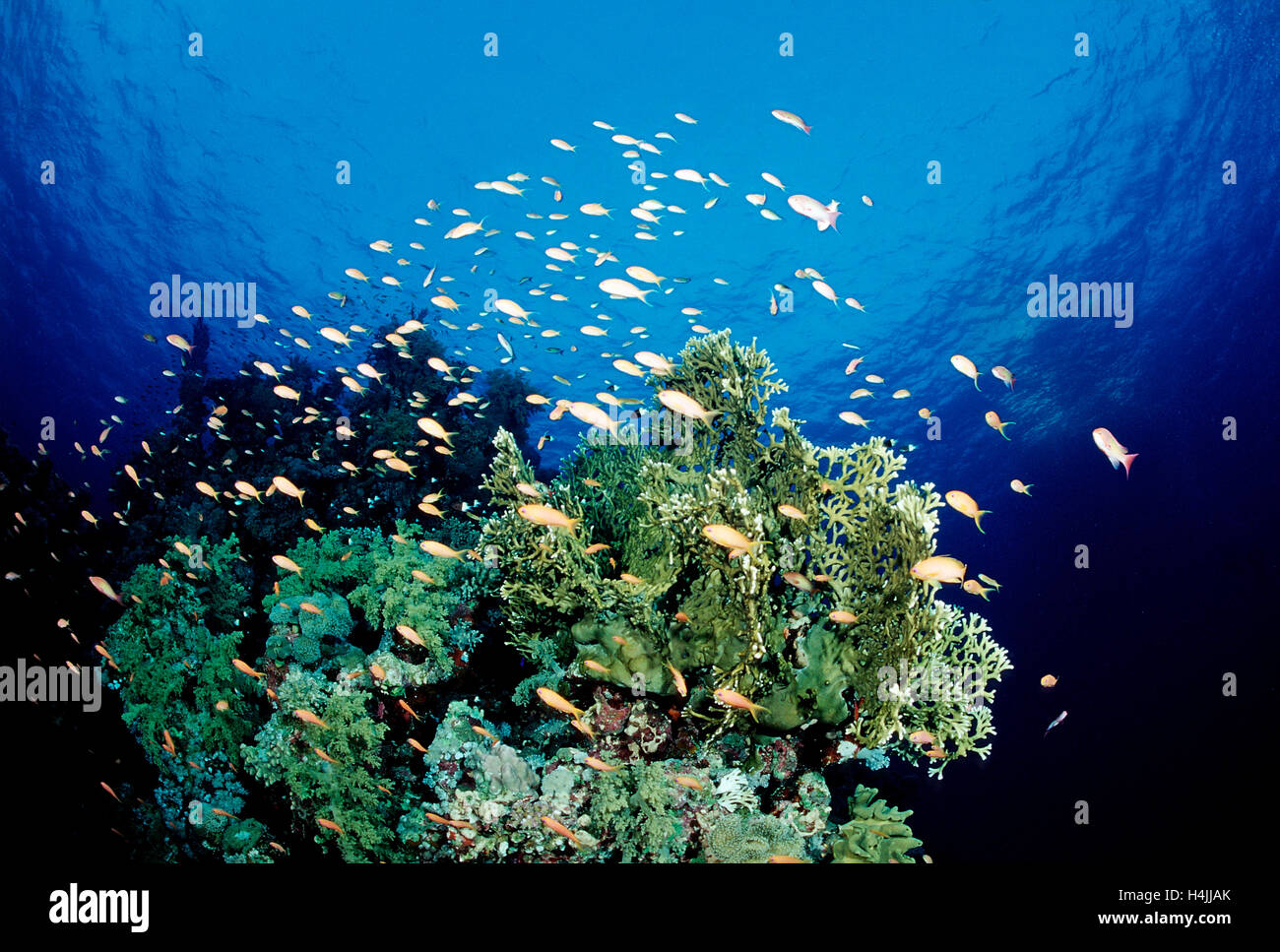 Fire corals red sea hi-res stock photography and images - Alamy