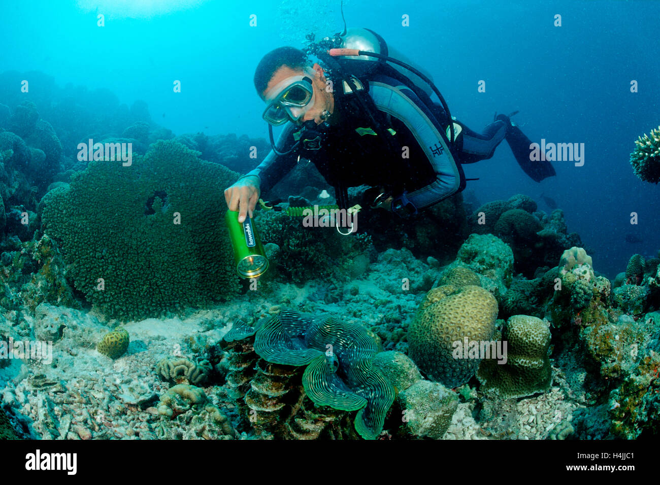 Giant clam scuba diving diver hi-res stock photography and images - Alamy