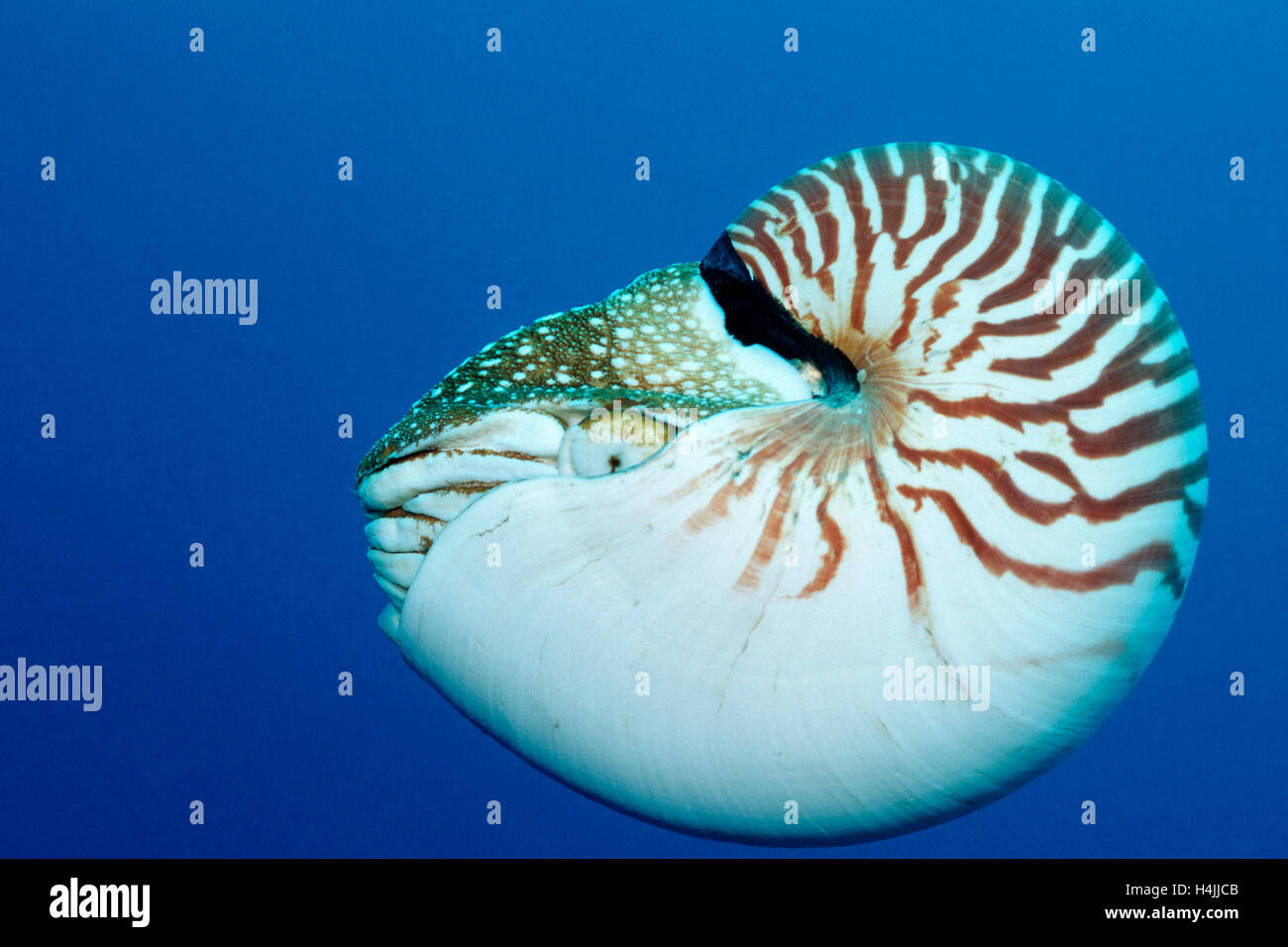 Palau Nautilus (Nautilus belauensis), Palau, Micronesia, Pacific Stock ...