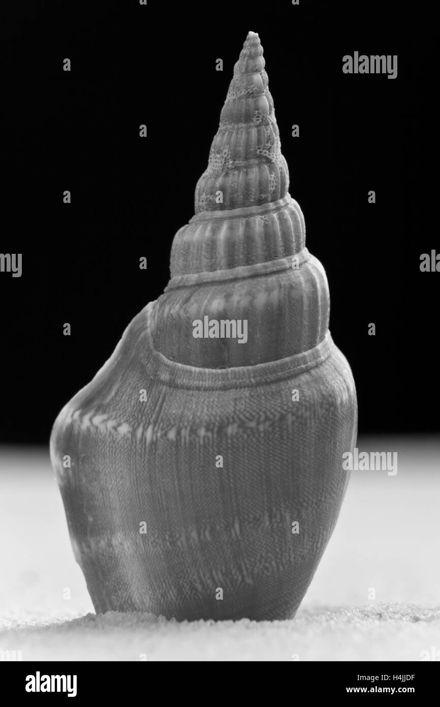 Shell of a sea snail hi-res stock photography and images - Alamy