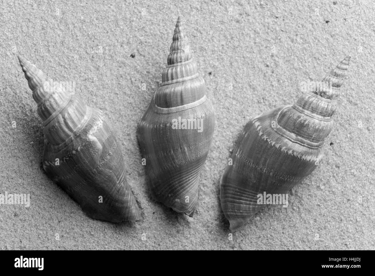 Shells of sea snails Stock Photo - Alamy