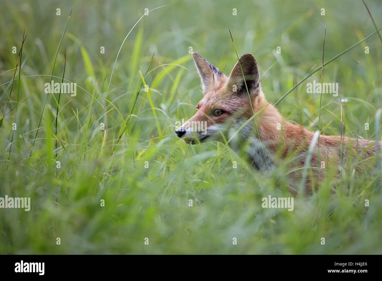 Wild red fox hunting hi-res stock photography and images - Alamy