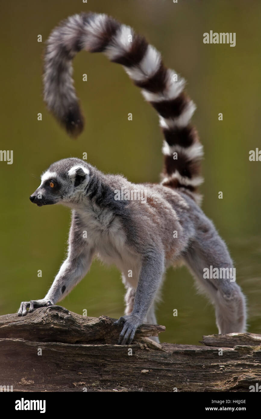 Ring-tailed lemur (Lemur catta Stock Photo - Alamy
