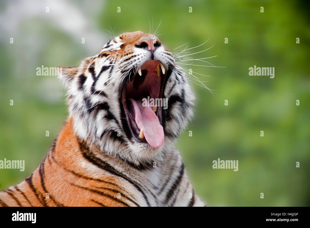 Siberian Tiger (Panthera tigris altaica Stock Photo - Alamy