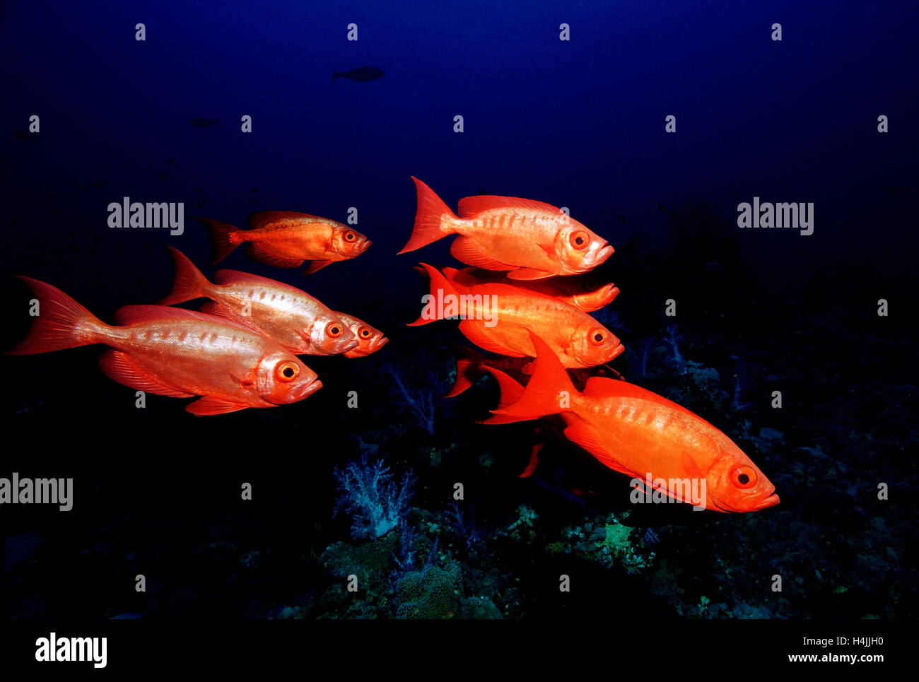 School of Moontail bullseyes (Priacanthus hamrur), Red Sea, Sudan Stock ...