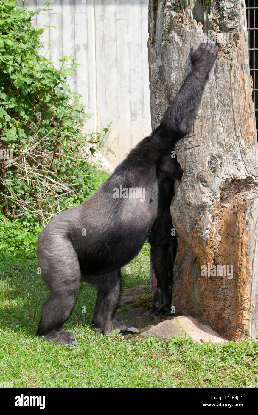 Monkeys head holds hi-res stock photography and images - Alamy