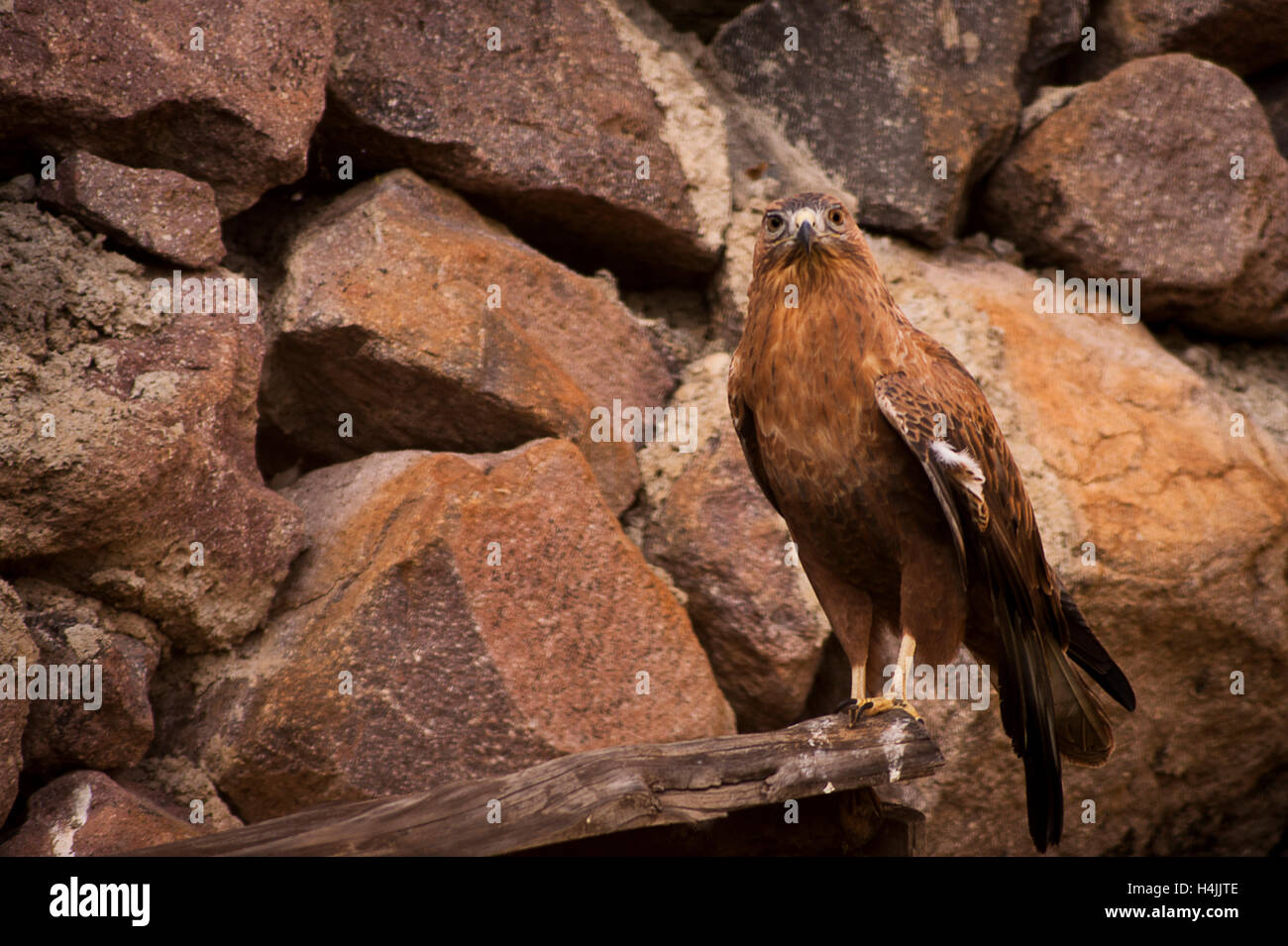 A Hawk is standing on something wood in front of the rocks Stock Photo ...