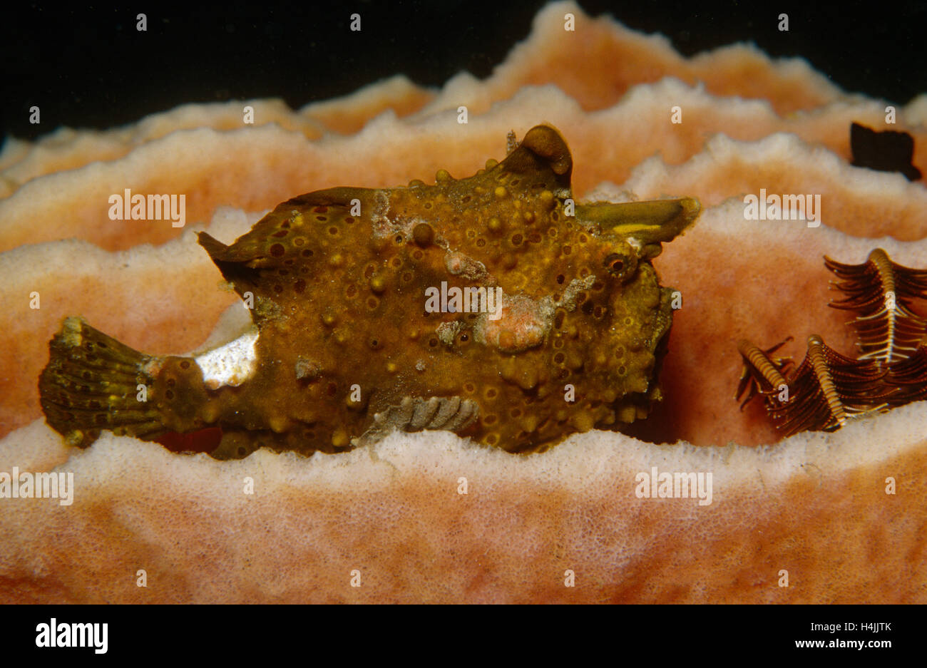 Anglerfisch hi-res stock photography and images - Alamy