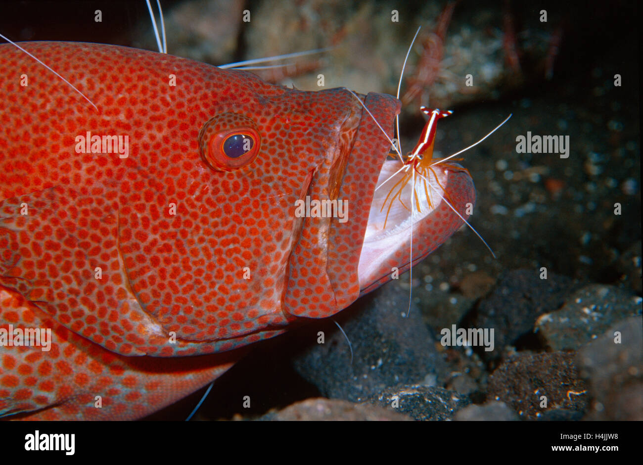 Tomato grouper hi-res stock photography and images - Alamy