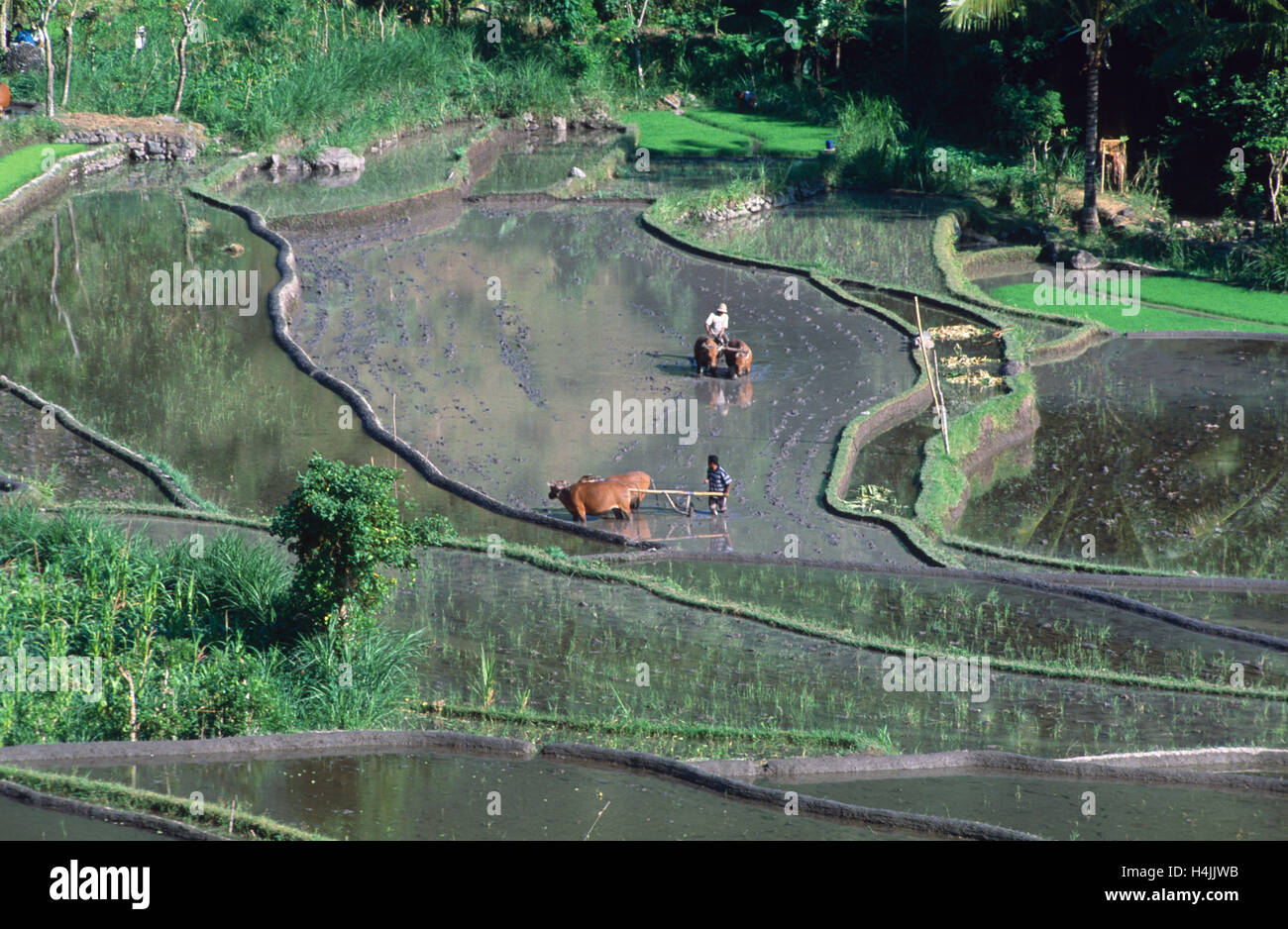Paddy field near Amlapura, Bali, Indonesia, South East Asia Stock Photo ...