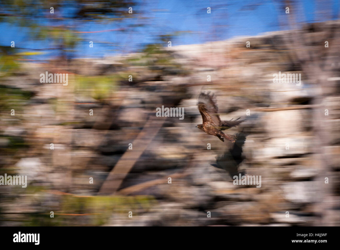 A Hawk is flying in of the rocks Stock Photo - Alamy