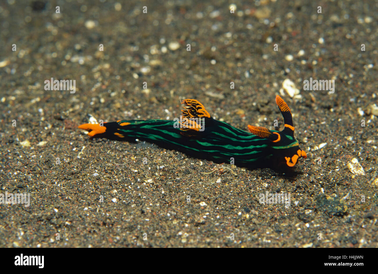 Variable neon slug (Nembrotha kubaryana Stock Photo - Alamy