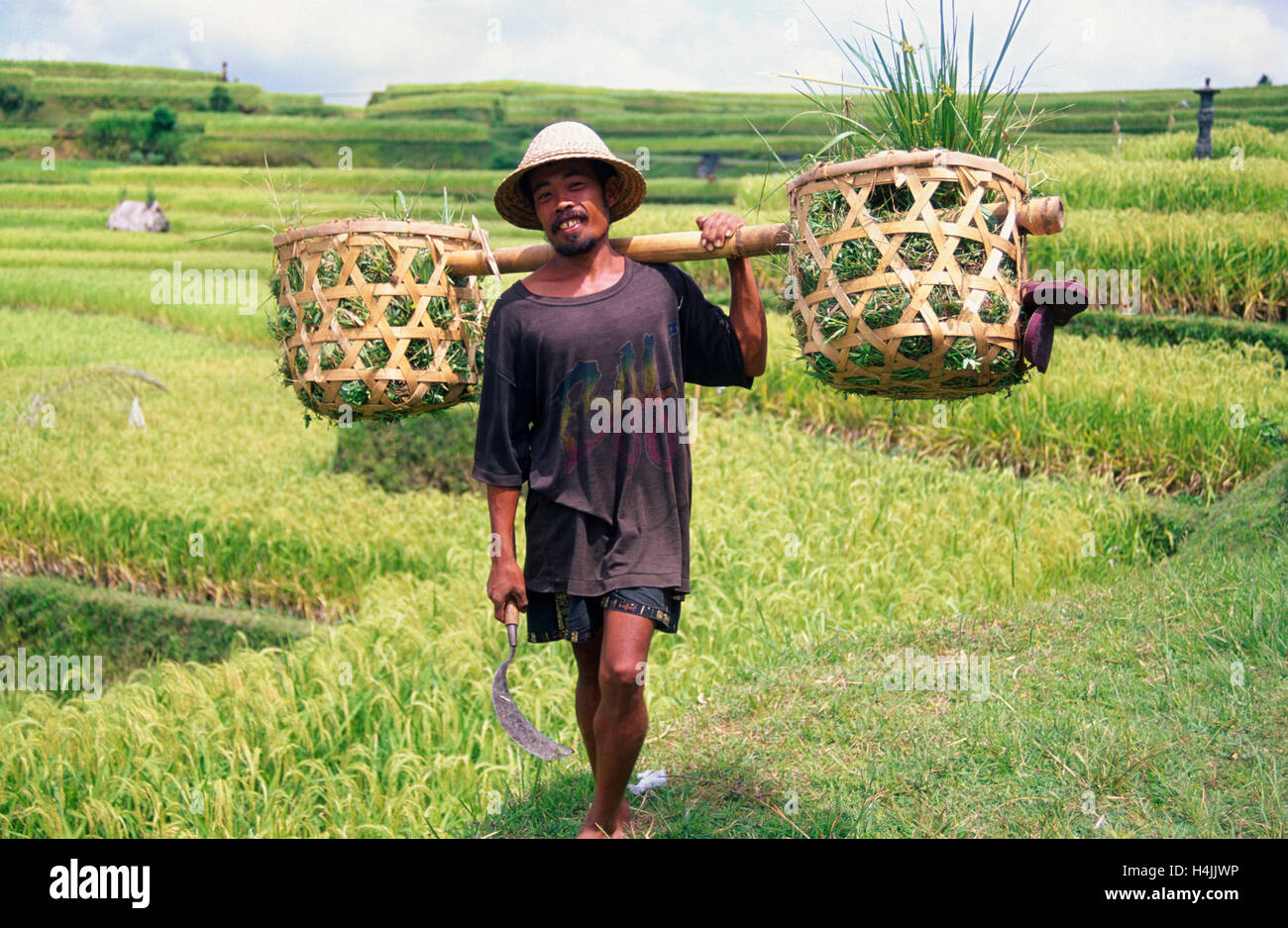 Paddy field near Amlapura, Bali, Indonesia, South East Asia Stock Photo ...