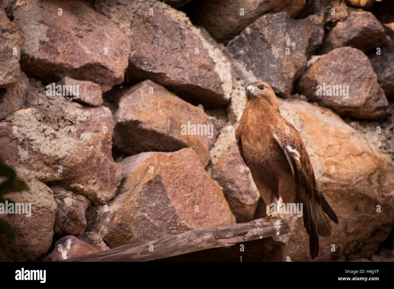 A Hawk is standing on something wood in front of the rocks Stock Photo ...