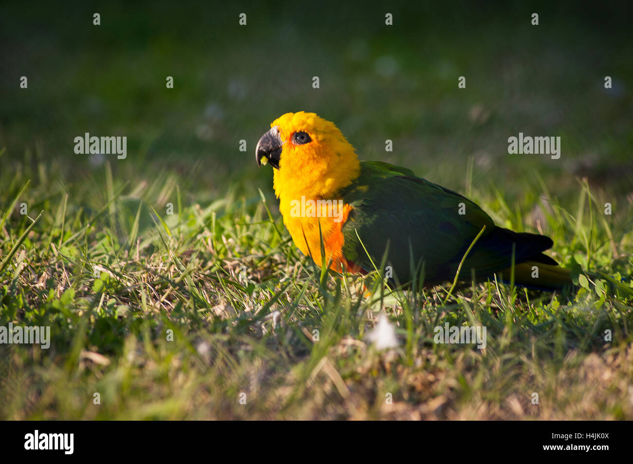Jurong bird park parrot hi-res stock photography and images - Alamy