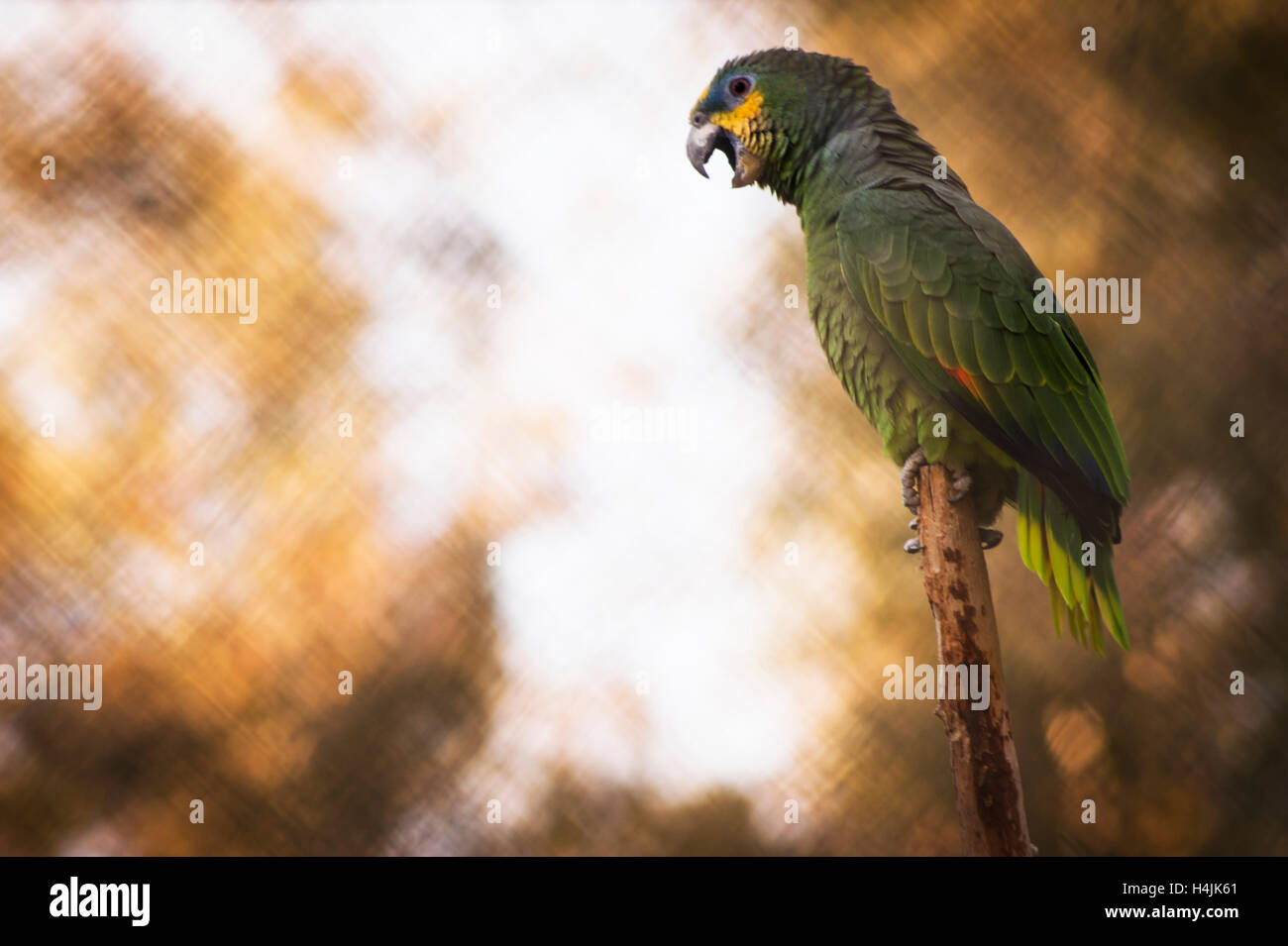 Screaming Single green parrot on a bough Stock Photo - Alamy