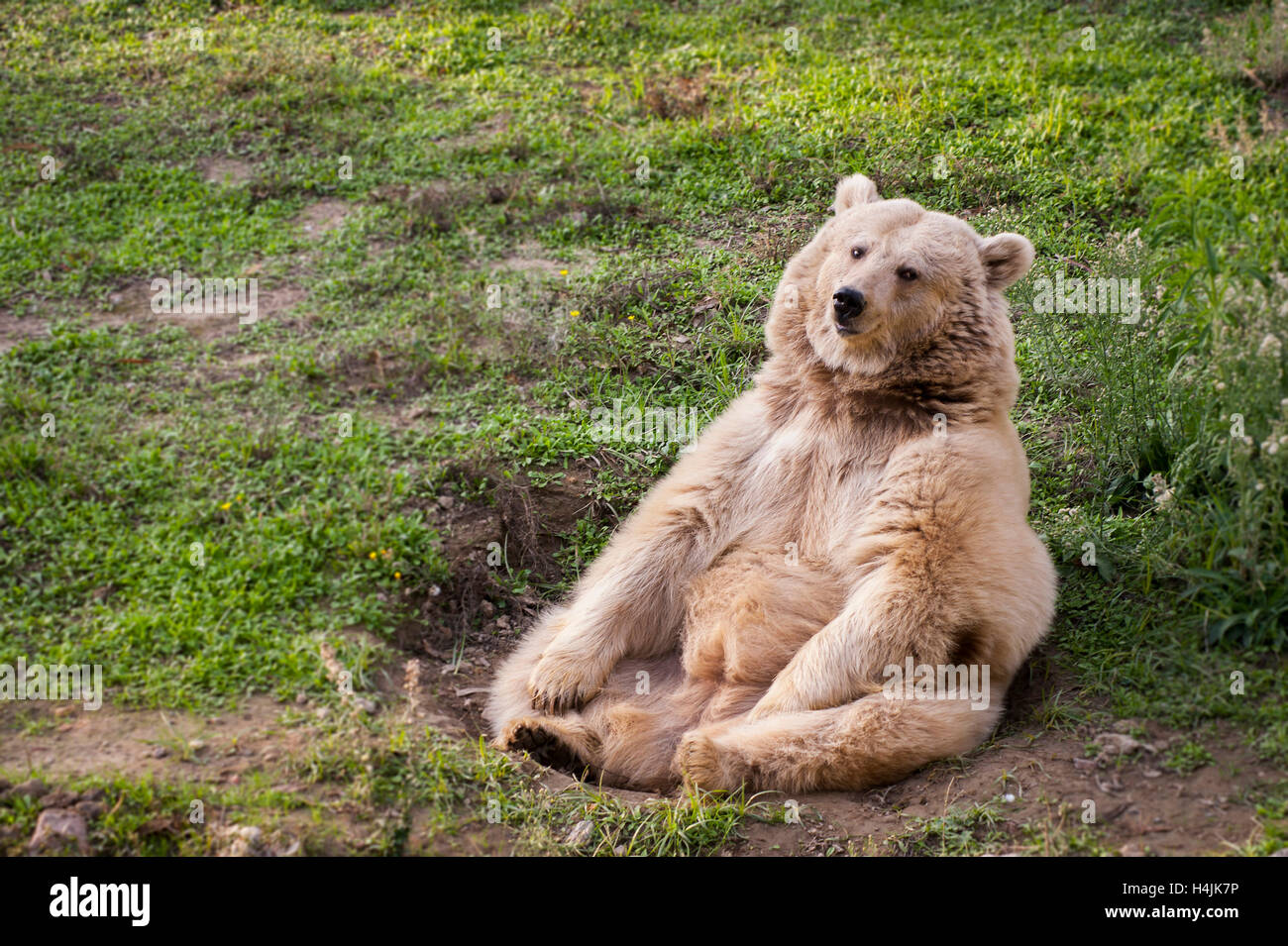Bear yoga hi-res stock photography and images - Alamy