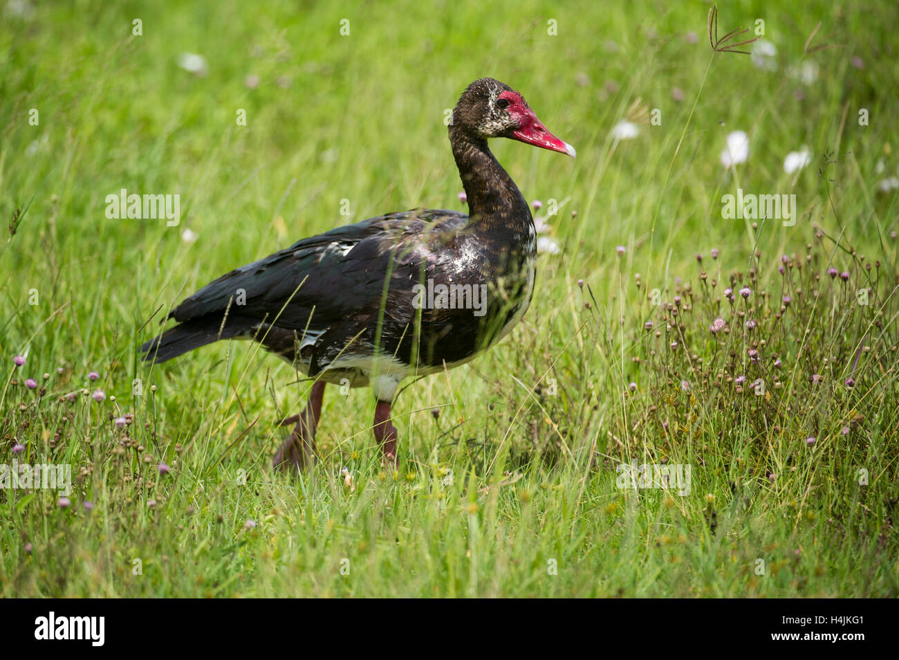 Spur-winged Goose (Plectropterus gambensis), Ngorongoro Crater ...