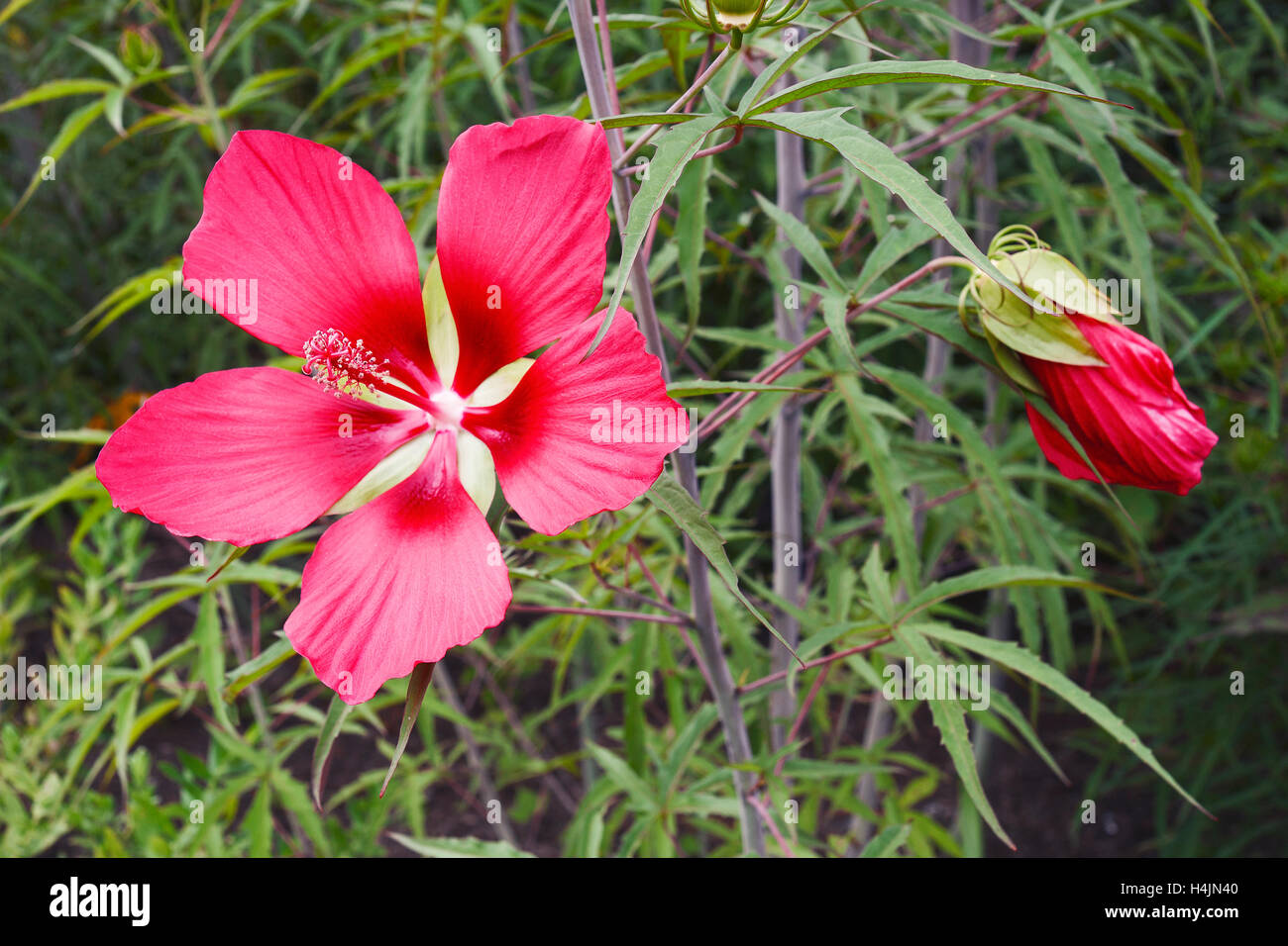 Scarlet rose mallow Stock Photo - Alamy