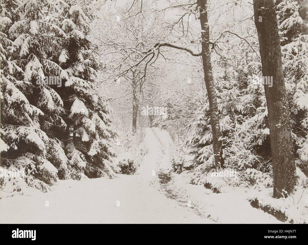 snowy forest, Henry Pauw van Wieldrecht, 1896 Stock Photo - Alamy