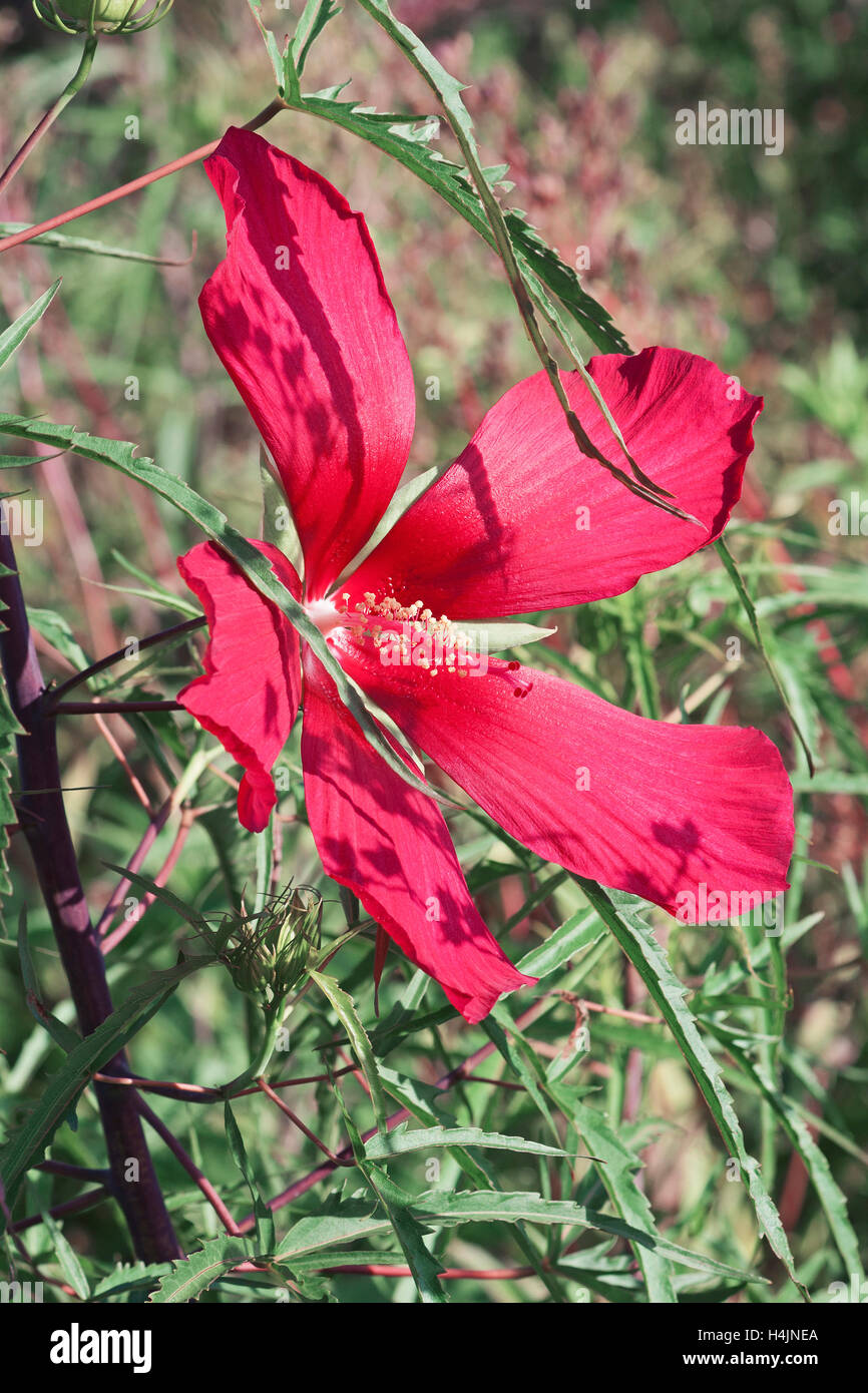 Scarlet Mallow High Resolution Stock Photography and Images - Alamy