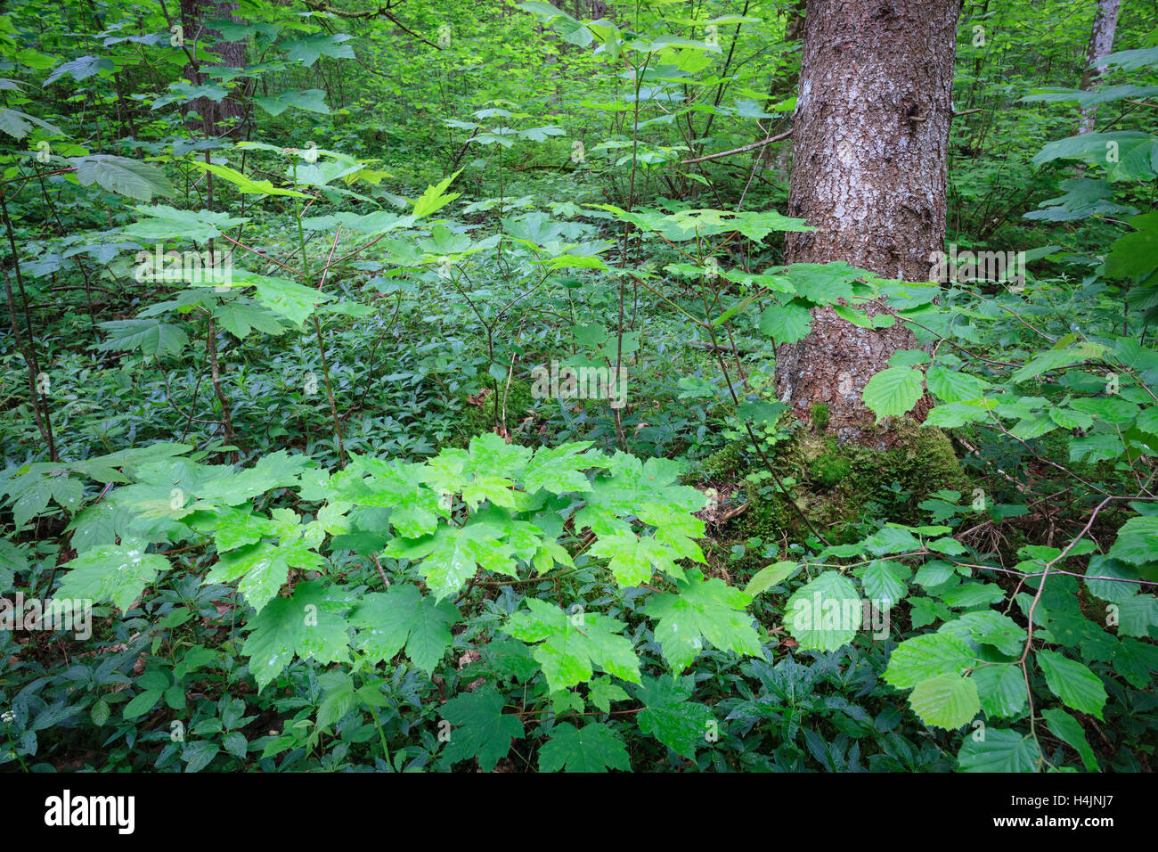 Mixed broadleaf woodland hi-res stock photography and images - Alamy