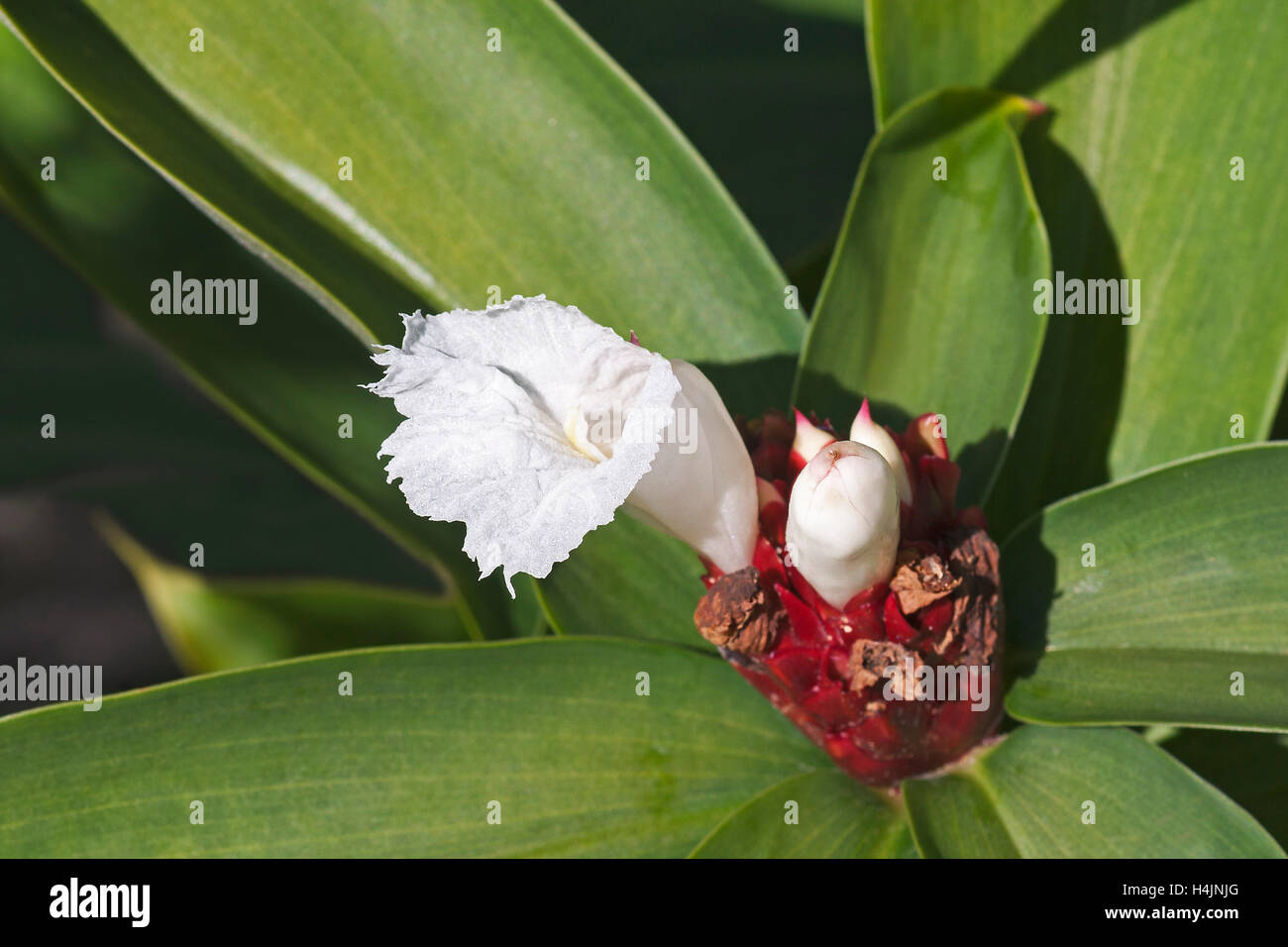Crepe ginger flower Stock Photo - Alamy