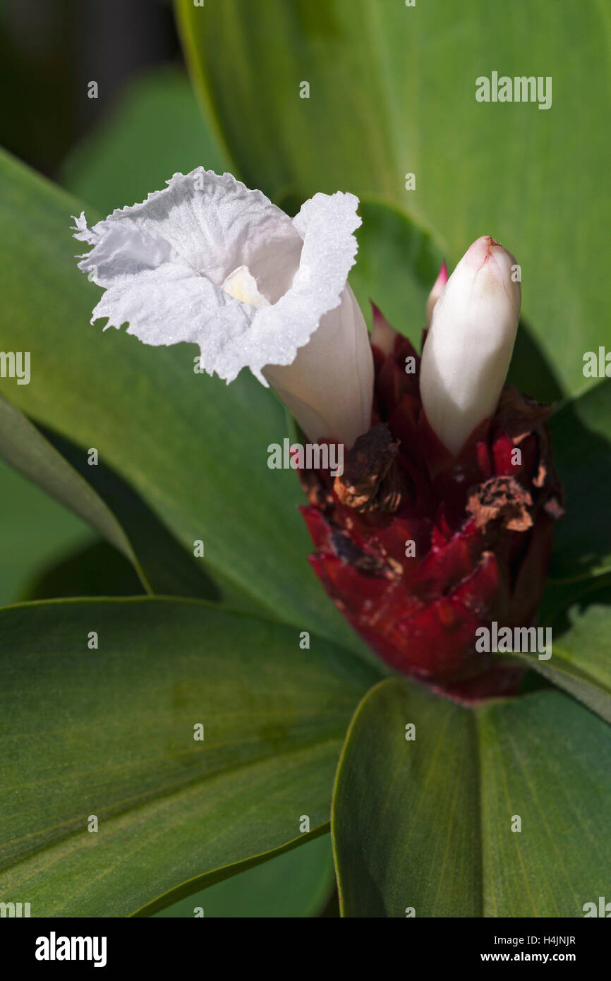 Crepe ginger flower Stock Photo - Alamy