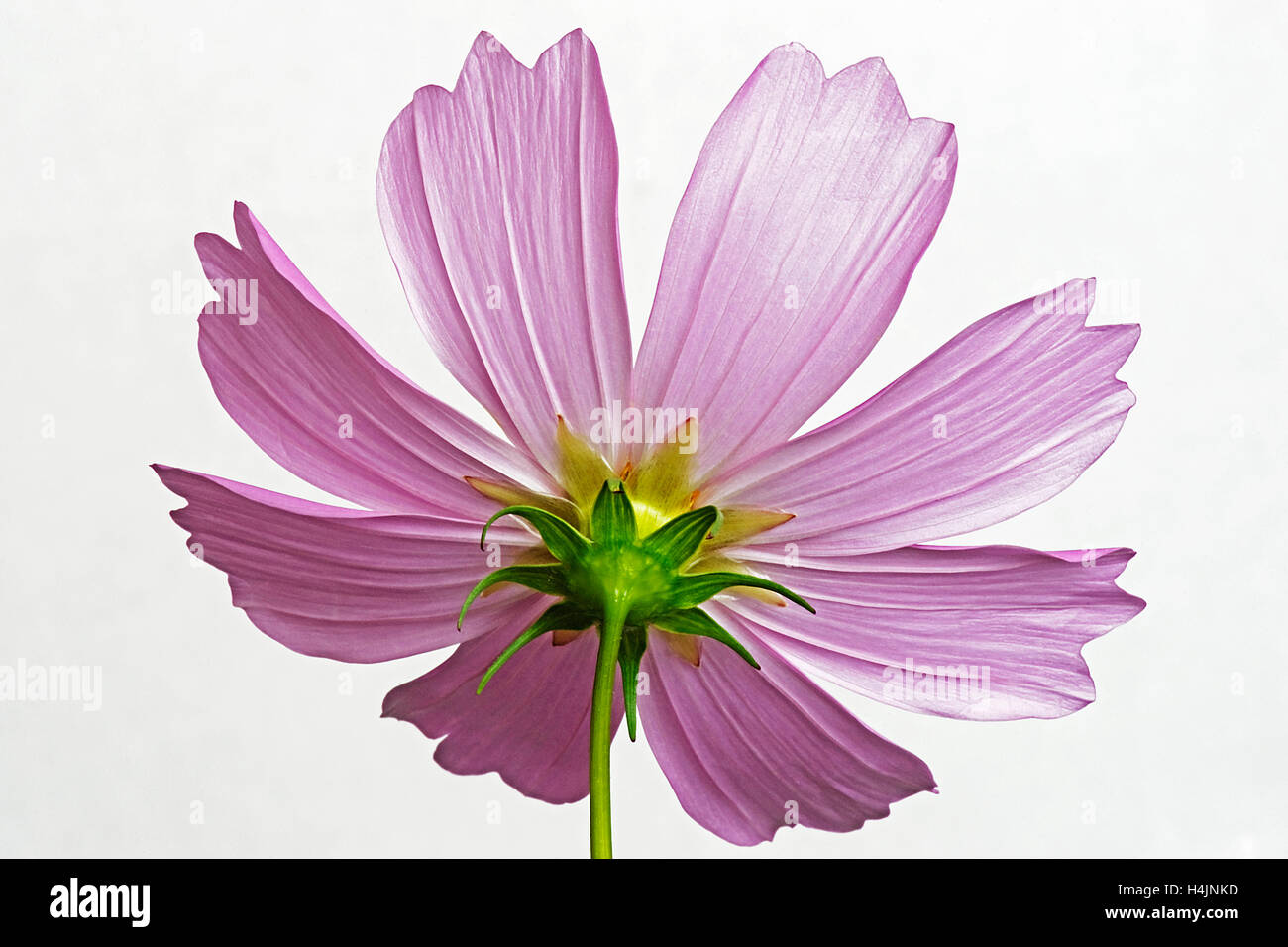 Garden cosmos flower Stock Photo - Alamy