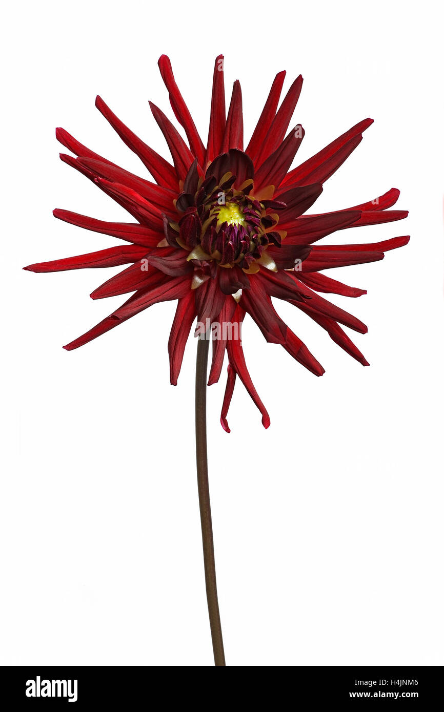 Compositae flower Cut Out Stock Images & Pictures - Alamy