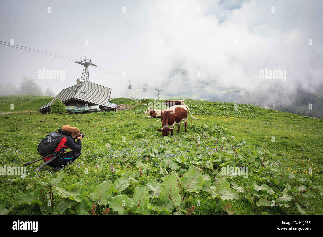 Jennerbahn cable car hi-res stock photography and images - Alamy