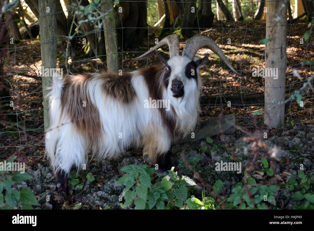Pygmy Goat Buck