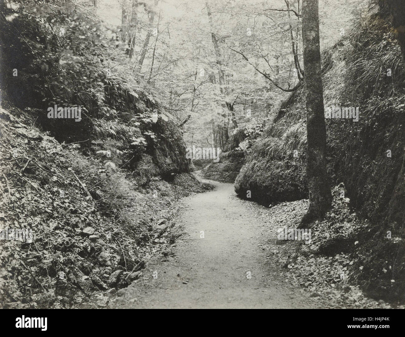 Forest road, Anonymous, c. 1900 Stock Photo - Alamy