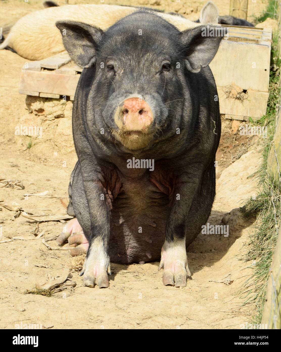 Piglets sitting hi-res stock photography and images - Alamy