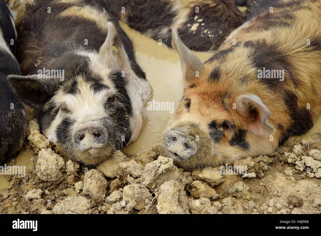 Kunekune pigs in the wallow Stock Photo - Alamy