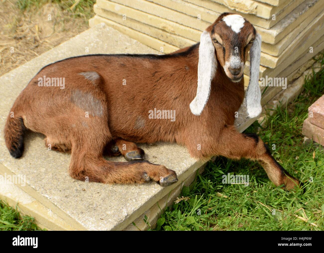Anglo Nubian Goat