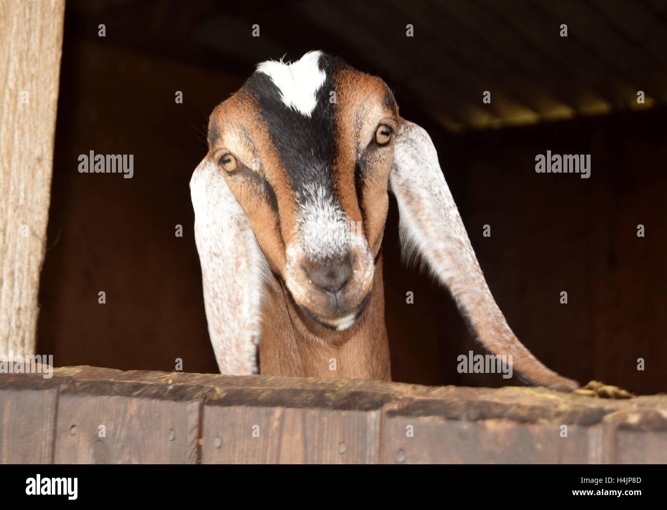 Anglo Nubian goat kid Stock Photo - Alamy