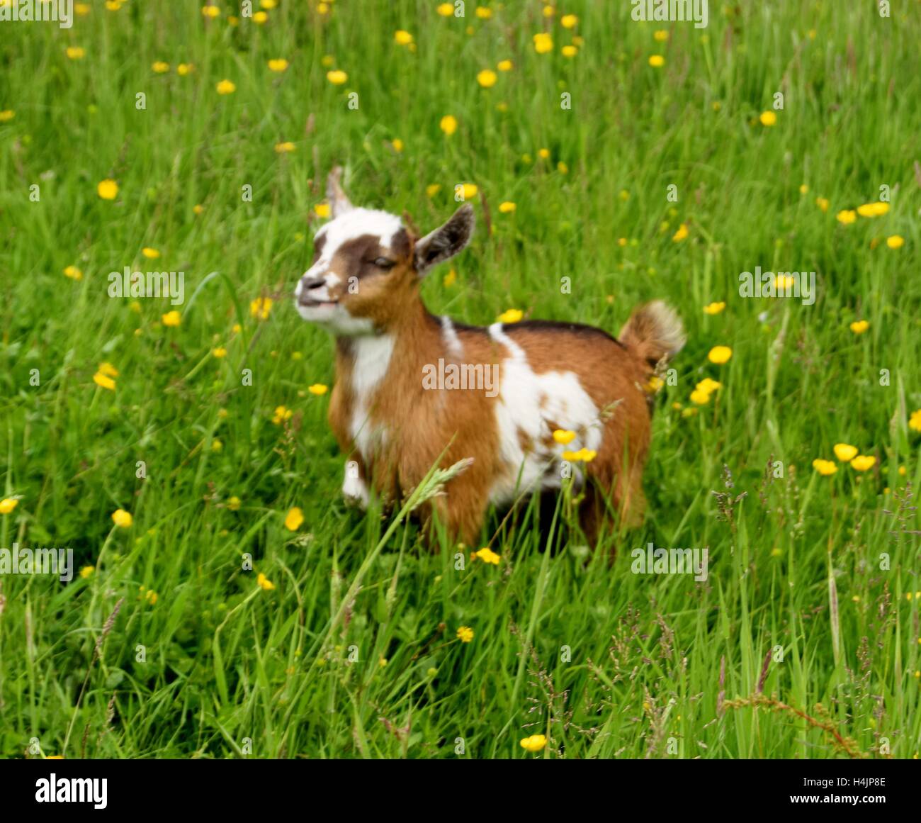 Pygmy goat pet hi-res stock photography and images - Alamy