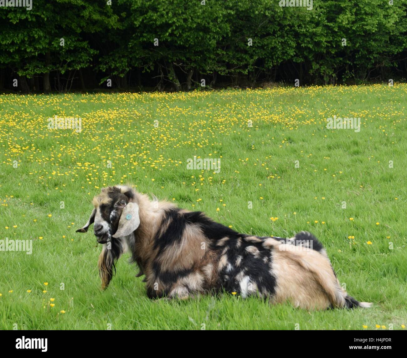 Pedigree Anglo Nubian goat buck in an English meadow Stock Photo - Alamy