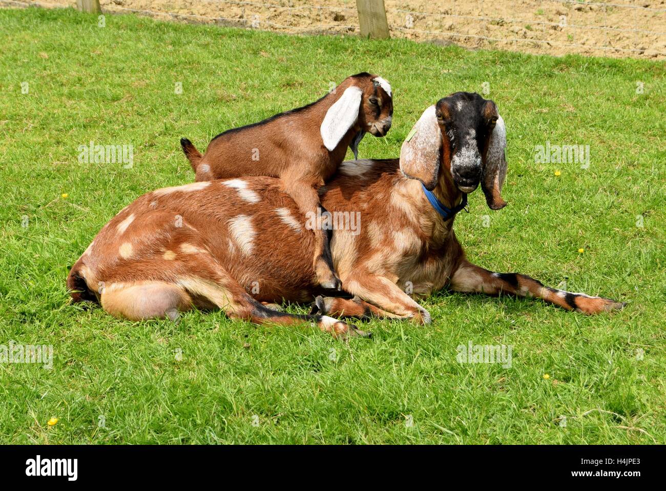 Nubian goat hi-res stock photography and images - Alamy