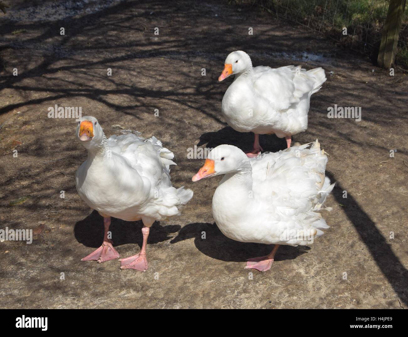 Breeding trio of rare breed Sebastopol geese in Sussex Stock Photo - Alamy