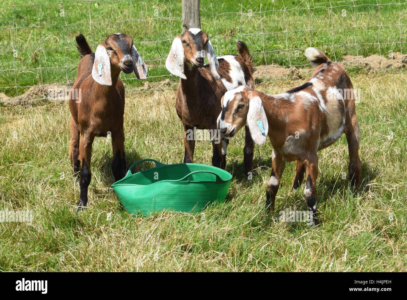 Three Pedigree Anglo Nubian goat kids Stock Photo - Alamy