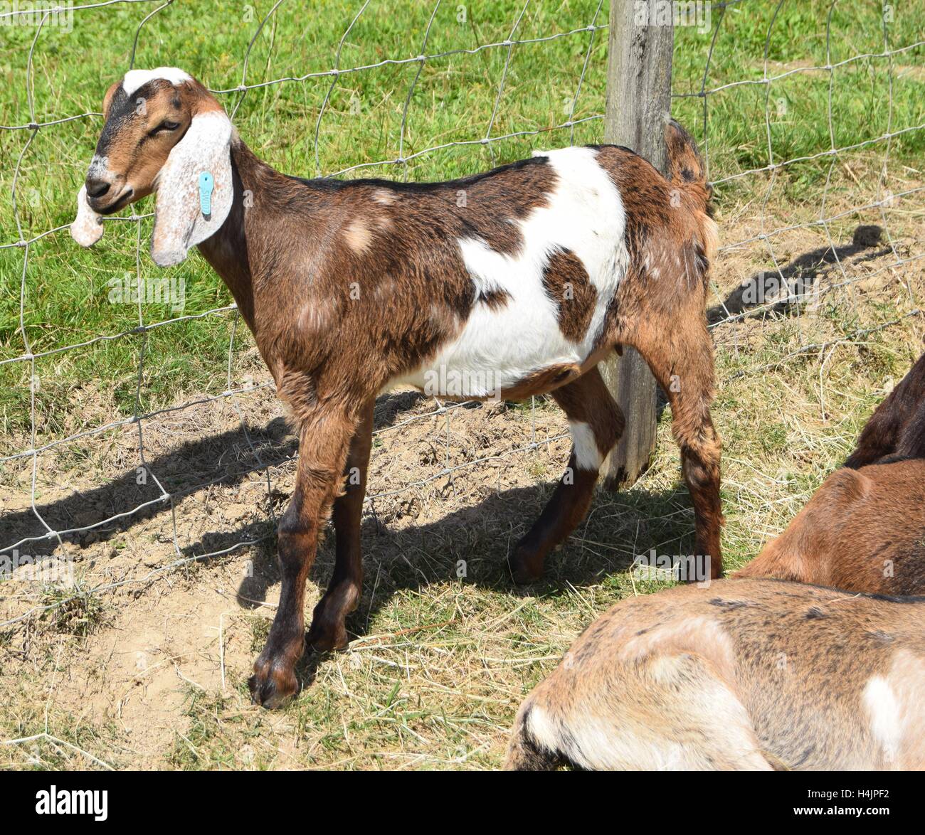 Nubian goat hi-res stock photography and images - Alamy