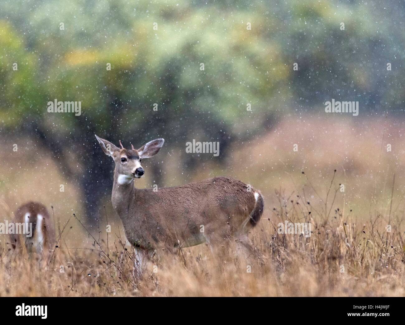 Roseburg, Oregon, USA. 16th Oct, 2016. On a rainy day, a wild black ...